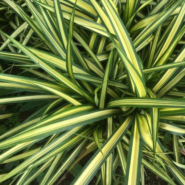 Chlorophytum Comosum | Spider plant | Spider ivy | Ribbon plant