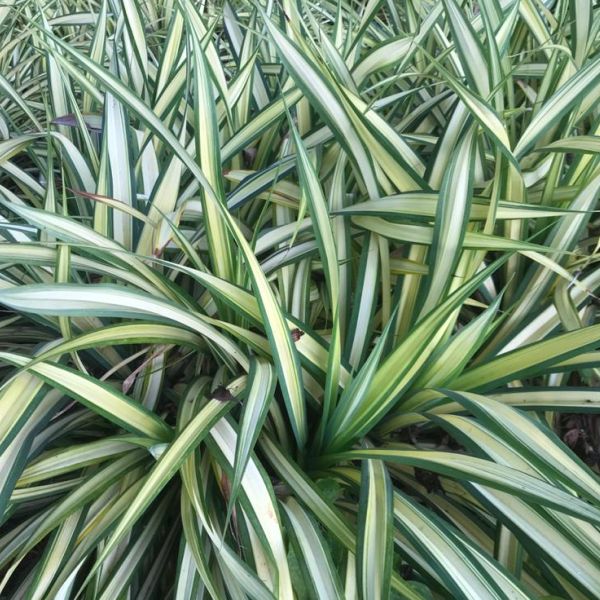 Chlorophytum Comosum | Spider plant | Spider ivy | Ribbon plant