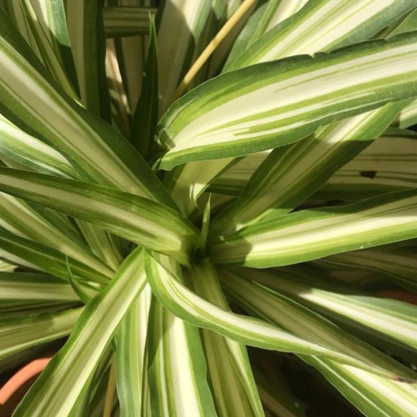 Chlorophytum Comosum | Spider plant | Spider ivy | Ribbon plant