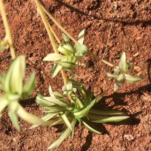 Chlorophytum Comosum | Spider plant | Spider ivy | Ribbon plant