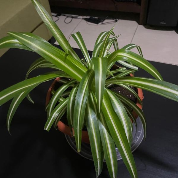 Chlorophytum Comosum | Spider plant | Spider ivy | Ribbon plant