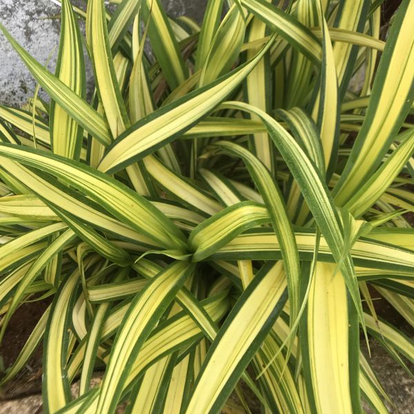 Chlorophytum Comosum | Spider plant | Spider ivy | Ribbon plant