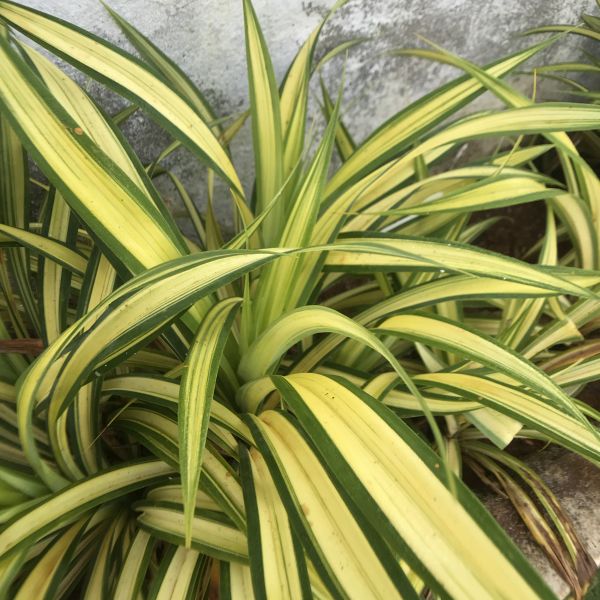Chlorophytum Comosum | Spider plant | Spider ivy | Ribbon plant