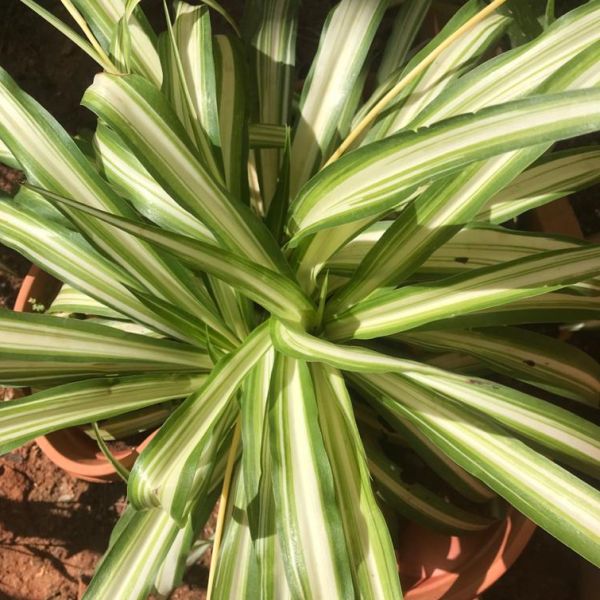 Chlorophytum Comosum | Spider plant | Spider ivy | Ribbon plant