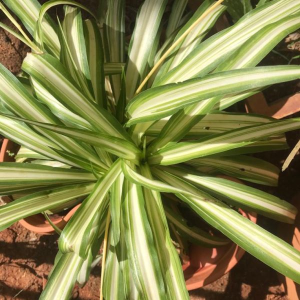 Chlorophytum Comosum | Spider plant | Spider ivy | Ribbon plant
