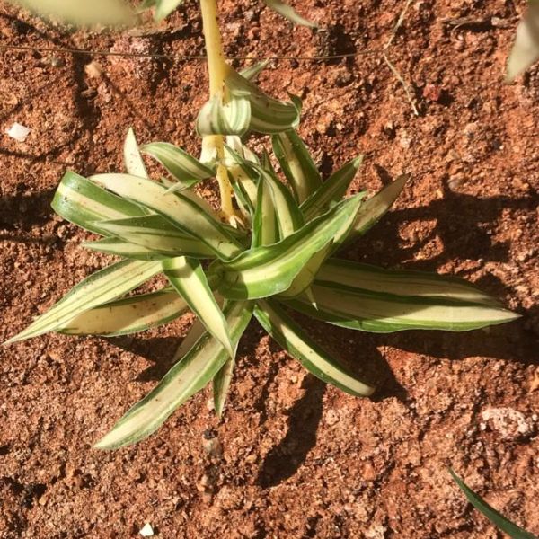 Chlorophytum Comosum | Spider plant | Spider ivy | Ribbon plant
