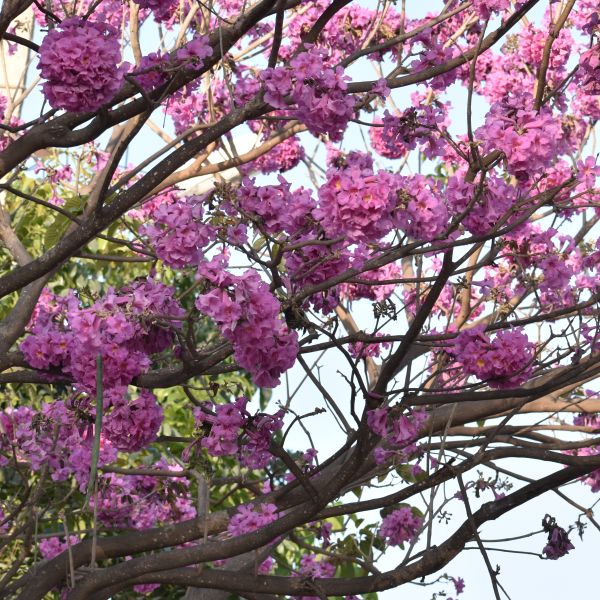 Tabebuia Rosea | Rosy trumpet tree | Pink Poui – Green Catalog