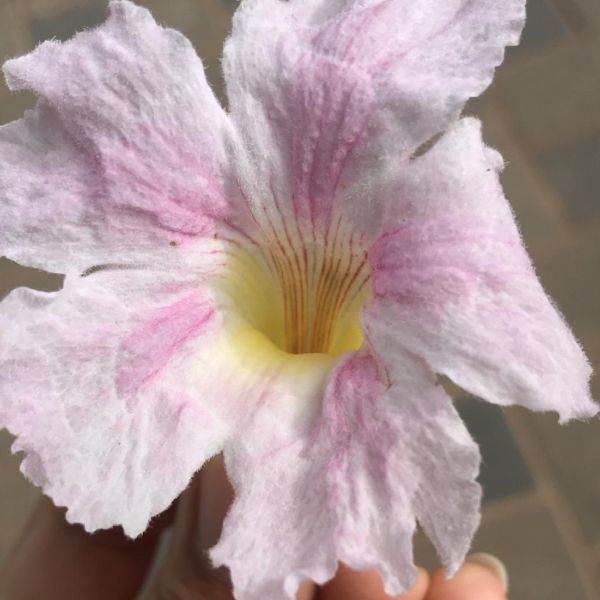 Tabebuia Rosea | Rosy trumpet tree | Pink Poui – Green Catalog