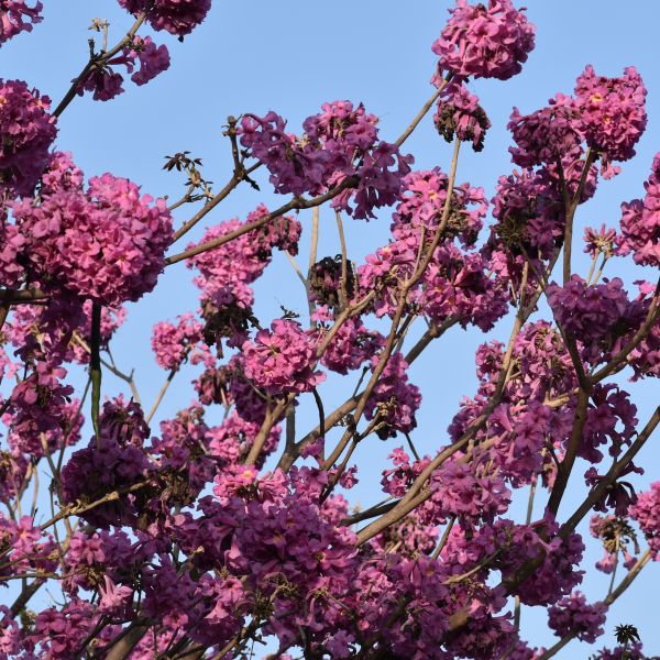 Tabebuia Rosea | Rosy trumpet tree | Pink Poui – Green Catalog