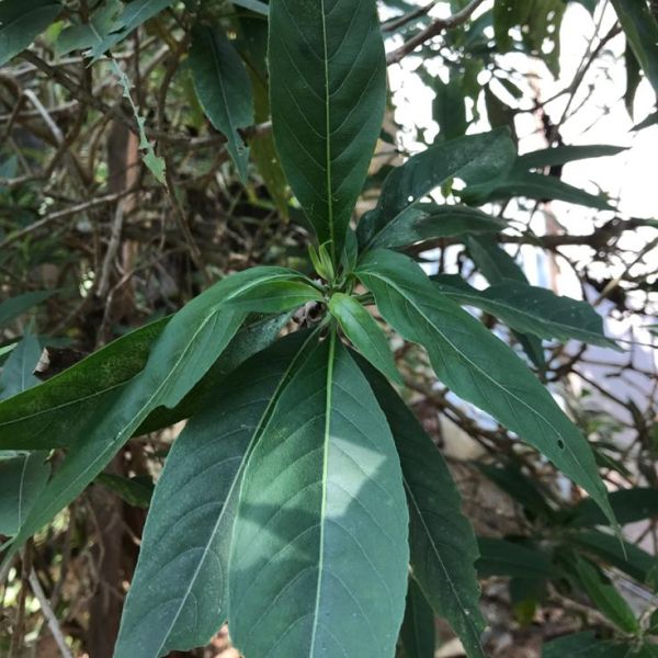 Justicia Adhatoda | Malabar nut | Aadalodakam - Green Catalog from GCI