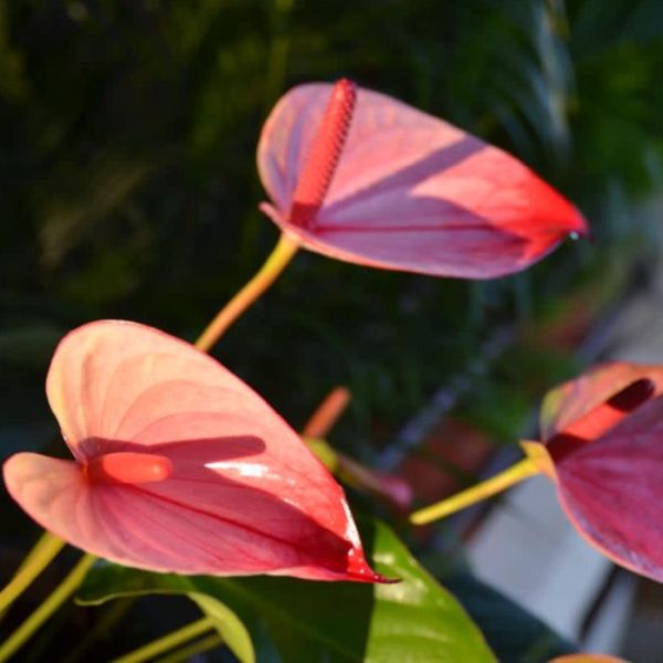 Anthurium – Green Catalog from GCI