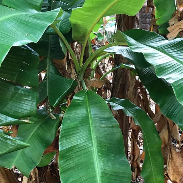 Musa | Banana Tree - Plant catalog from Green Cover Initiative