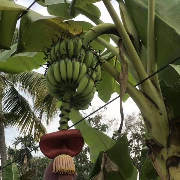 Musa | Banana Tree - Plant catalog from Green Cover Initiative