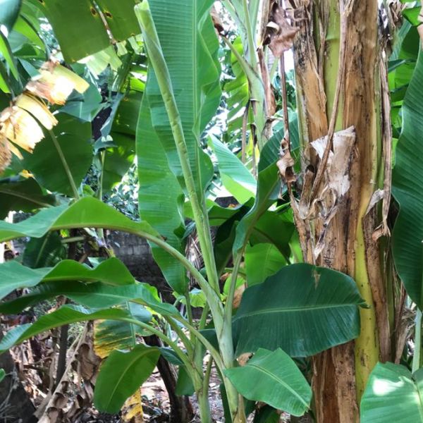 Musa | Banana Tree - Plant catalog from Green Cover Initiative