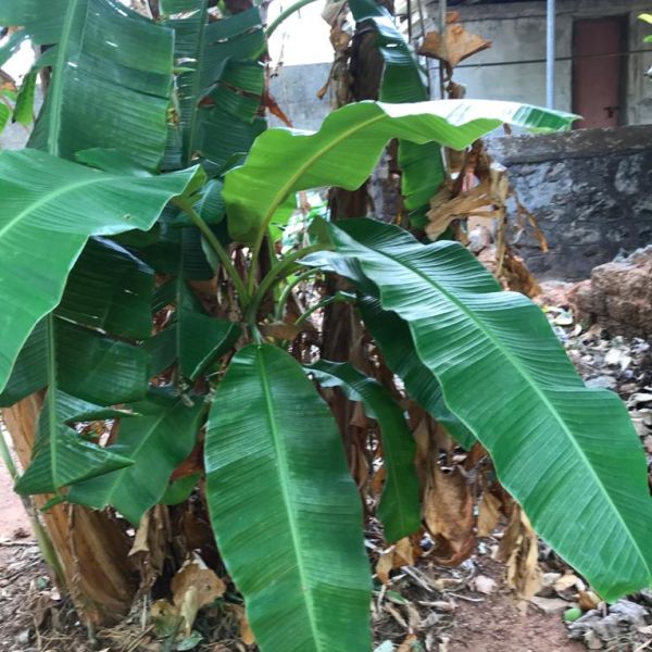 Musa | Banana Tree - Plant catalog from Green Cover Initiative