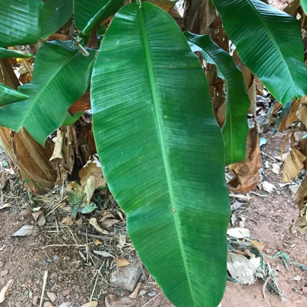 Musa | Banana Tree - Plant catalog from Green Cover Initiative