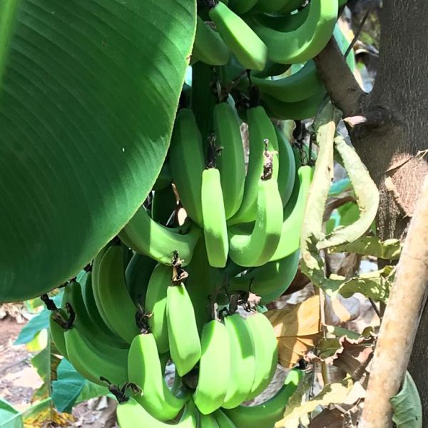 Musa | Banana Tree - Plant catalog from Green Cover Initiative