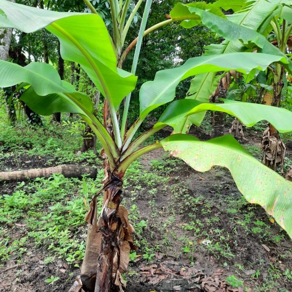 Musa | Banana Tree - Plant catalog from Green Cover Initiative