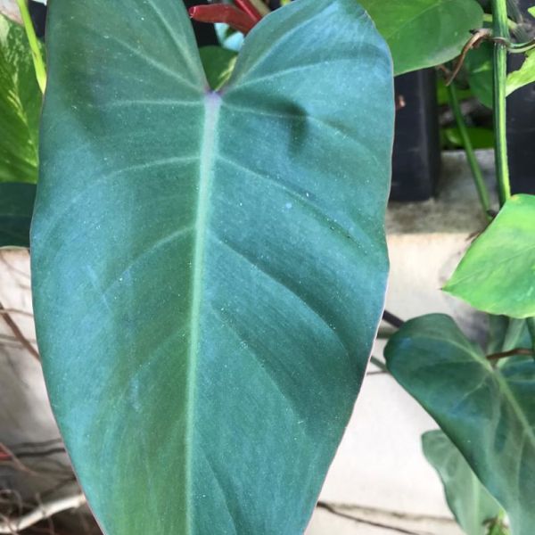 Philodendron erubescens | Blushing philodendron - Plant catalog | GCI