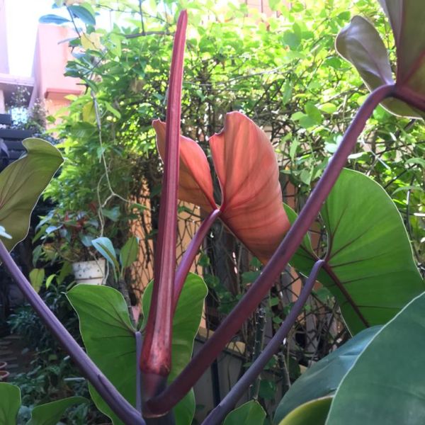 Philodendron erubescens | Blushing philodendron - Plant catalog | GCI