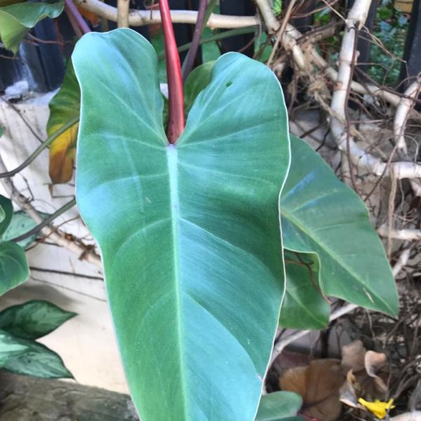 Philodendron erubescens | Blushing philodendron - Plant catalog | GCI