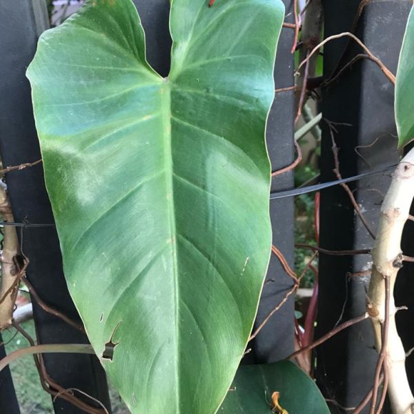 Philodendron erubescens | Blushing philodendron - Plant catalog | GCI