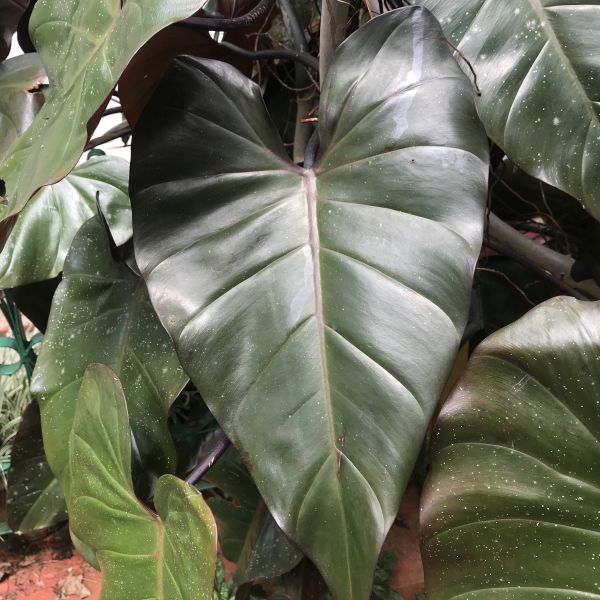 Philodendron erubescens | Blushing philodendron - Plant catalog | GCI