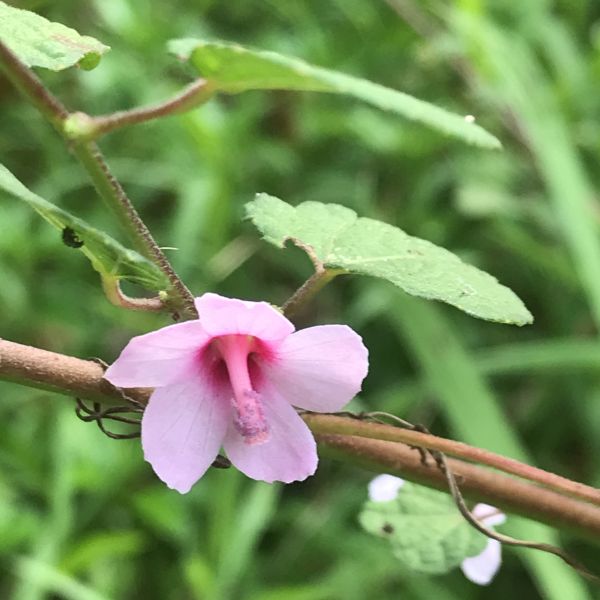 Urena Lobata | Caesar weed | Congo jute - Green Cover Initiative