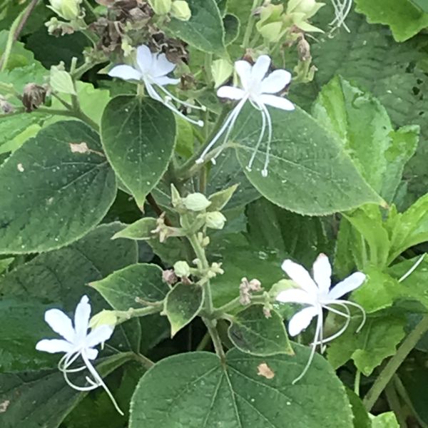 Clerodendrum infortunatum | Hill glory bower - Herbs | Green Cover ...