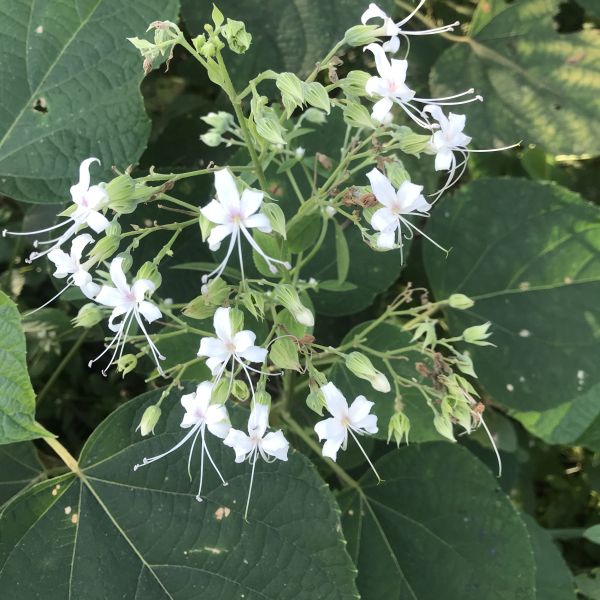 Clerodendrum infortunatum | Hill glory bower - Herbs | Green Cover ...