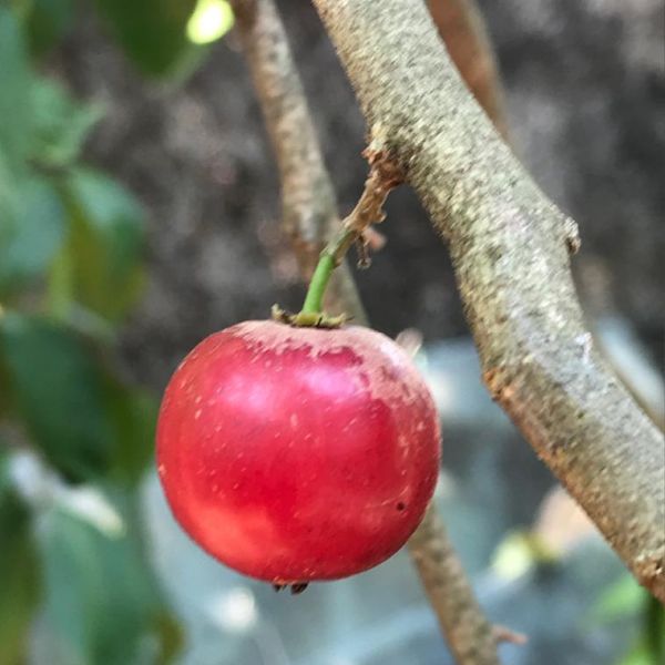 Flacourtia jangomas | Coffee plum tree | Lubikka - Green Cover Initiative