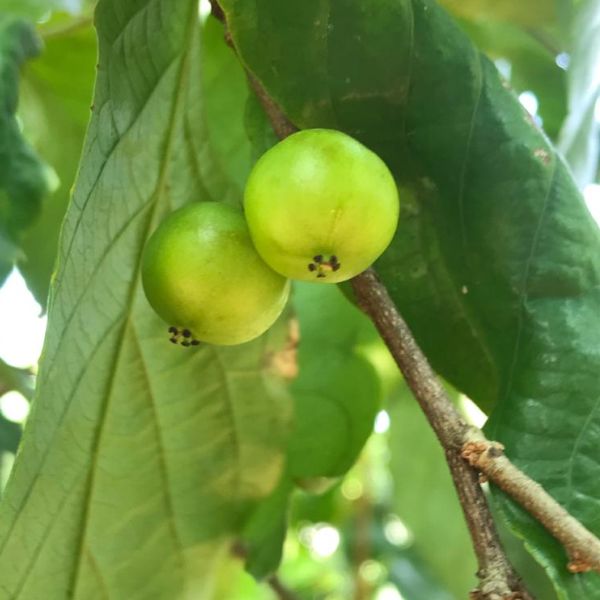 Flacourtia jangomas | Coffee plum tree | Lubikka - Green Cover Initiative