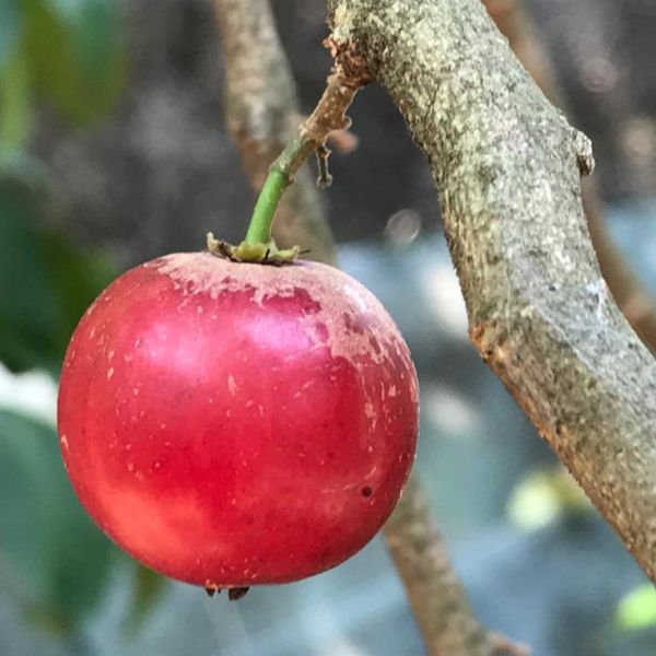 Flacourtia jangomas | Coffee plum tree | Lubikka - Green Cover Initiative