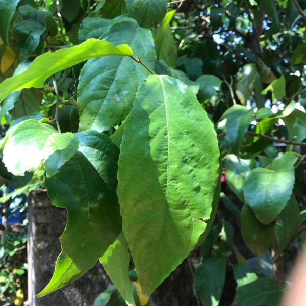 Flacourtia jangomas | Coffee plum tree | Lubikka - Green Cover Initiative
