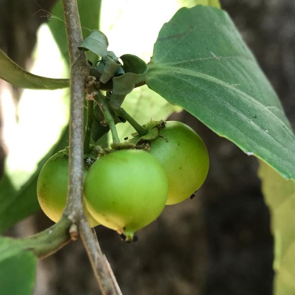 Flacourtia jangomas | Coffee plum tree | Lubikka - Green Cover Initiative
