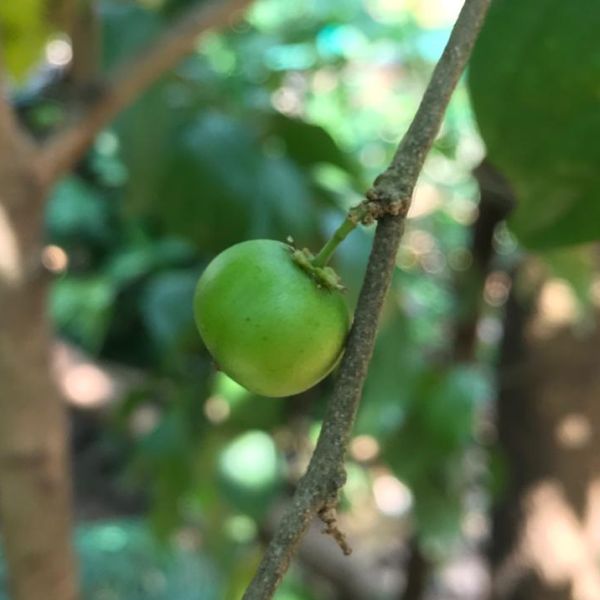 Flacourtia jangomas | Coffee plum tree | Lubikka - Green Cover Initiative