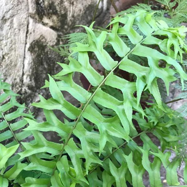 Nephrolepis falcata | Fishtail sword fern - Plant catalog from GCI