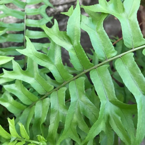 Nephrolepis falcata | Fishtail sword fern - Plant catalog from GCI