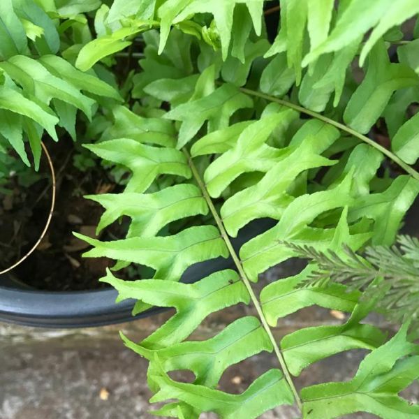 Nephrolepis falcata | Fishtail sword fern - Plant catalog from GCI