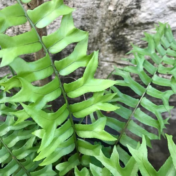 Nephrolepis falcata | Fishtail sword fern - Plant catalog from GCI