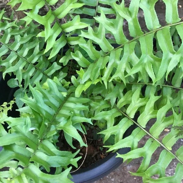Nephrolepis falcata | Fishtail sword fern - Plant catalog from GCI