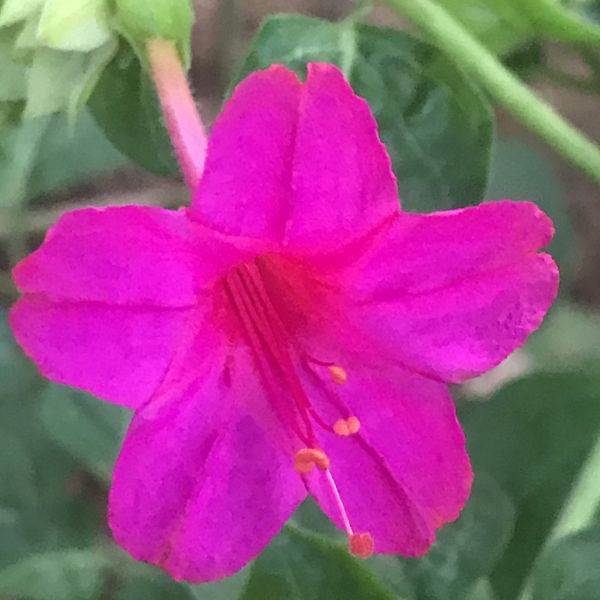 Mirabilis Jalapa | Four o'clock flower | Marvel of Peru – Green Catalog