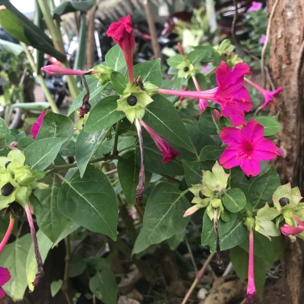 Mirabilis Jalapa | Four o'clock flower | Marvel of Peru – Green Catalog