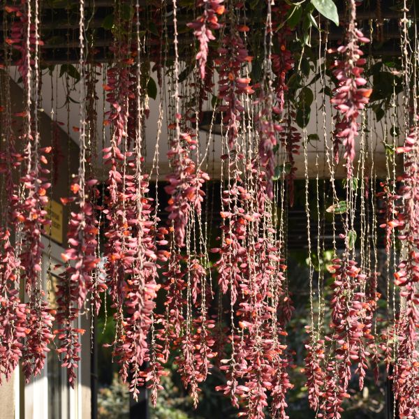 Thunbergia Mysorensis | Indian clock vine | Mysore clock vine