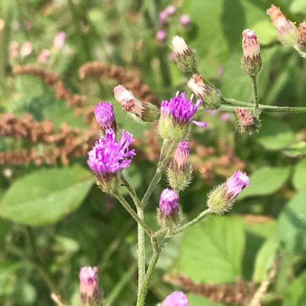 Cyanthillium cinereum | Little ironweed | Poovamkurunnila - Herb Catalog