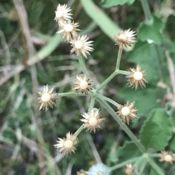 Cyanthillium cinereum | Little ironweed | Poovamkurunnila - Herb Catalog
