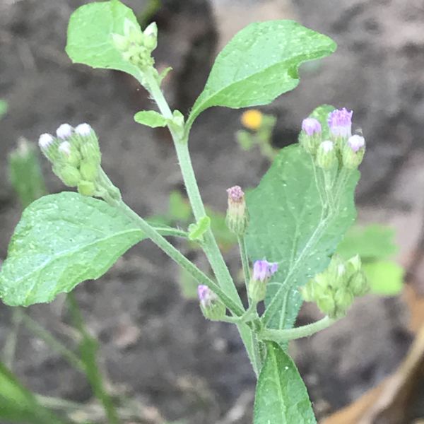Cyanthillium cinereum | Little ironweed | Poovamkurunnila - Herb Catalog