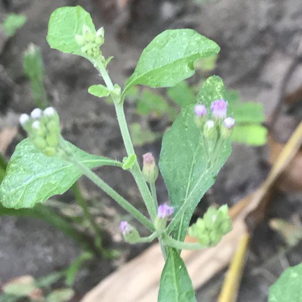 Cyanthillium cinereum | Little ironweed | Poovamkurunnila - Herb Catalog