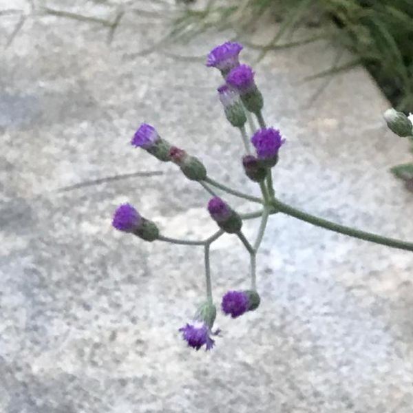 Cyanthillium cinereum | Little ironweed | Poovamkurunnila - Herb Catalog
