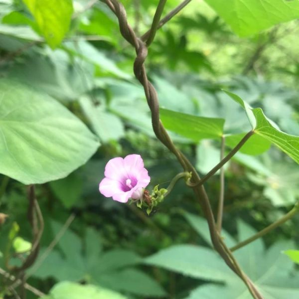 Ipomoea Triloba | Little bell | Aiea morning glory | Three lobe morning ...